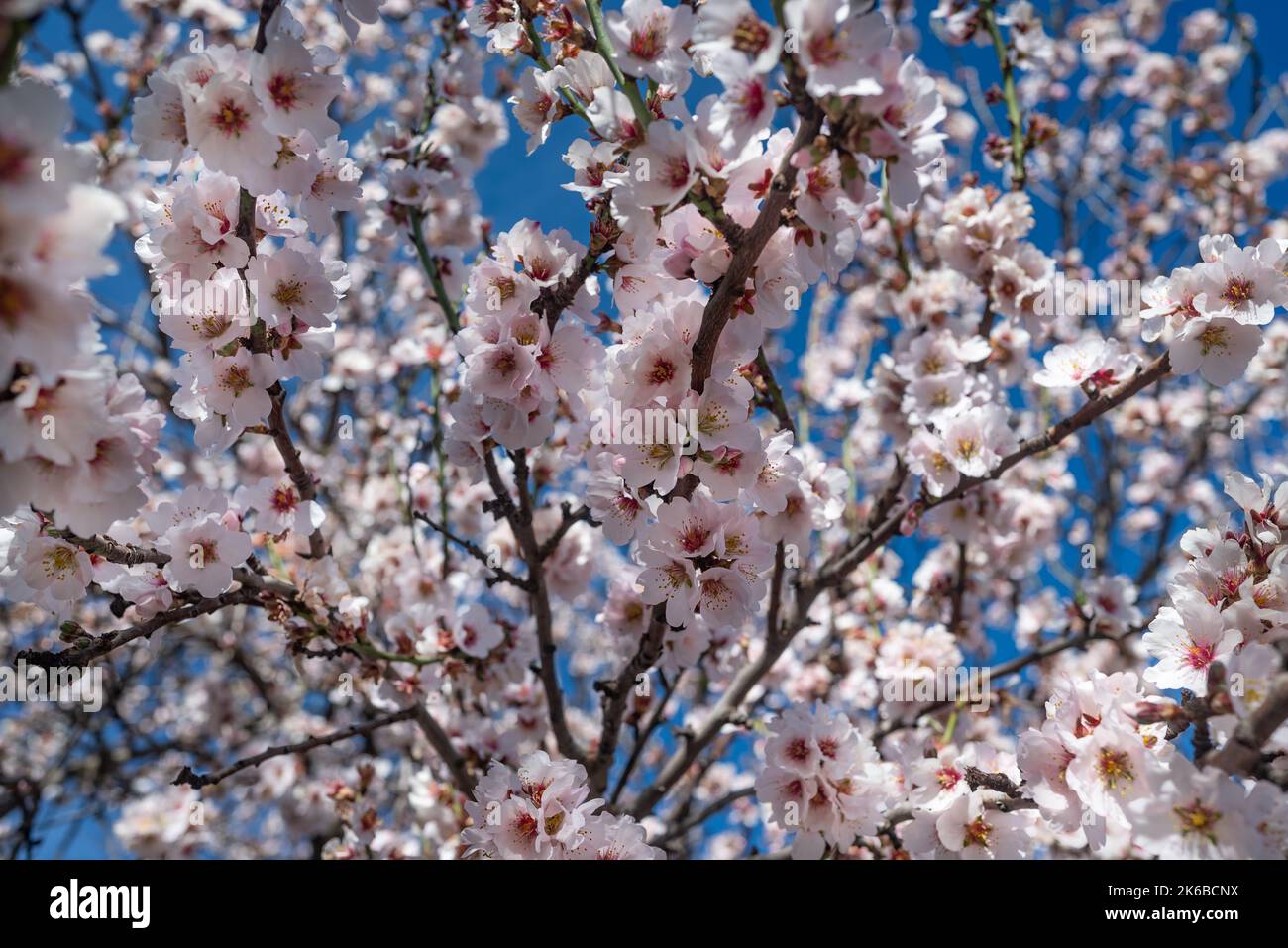 Almond flowers closeup against blue sky background. Sunny day light ...