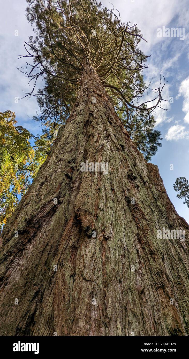 Tree trunk in close up Stock Photo - Alamy