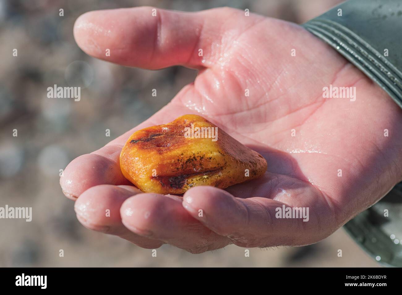 Amber catching in the Baltic Sea. Beautiful big rare piece of amber in ...