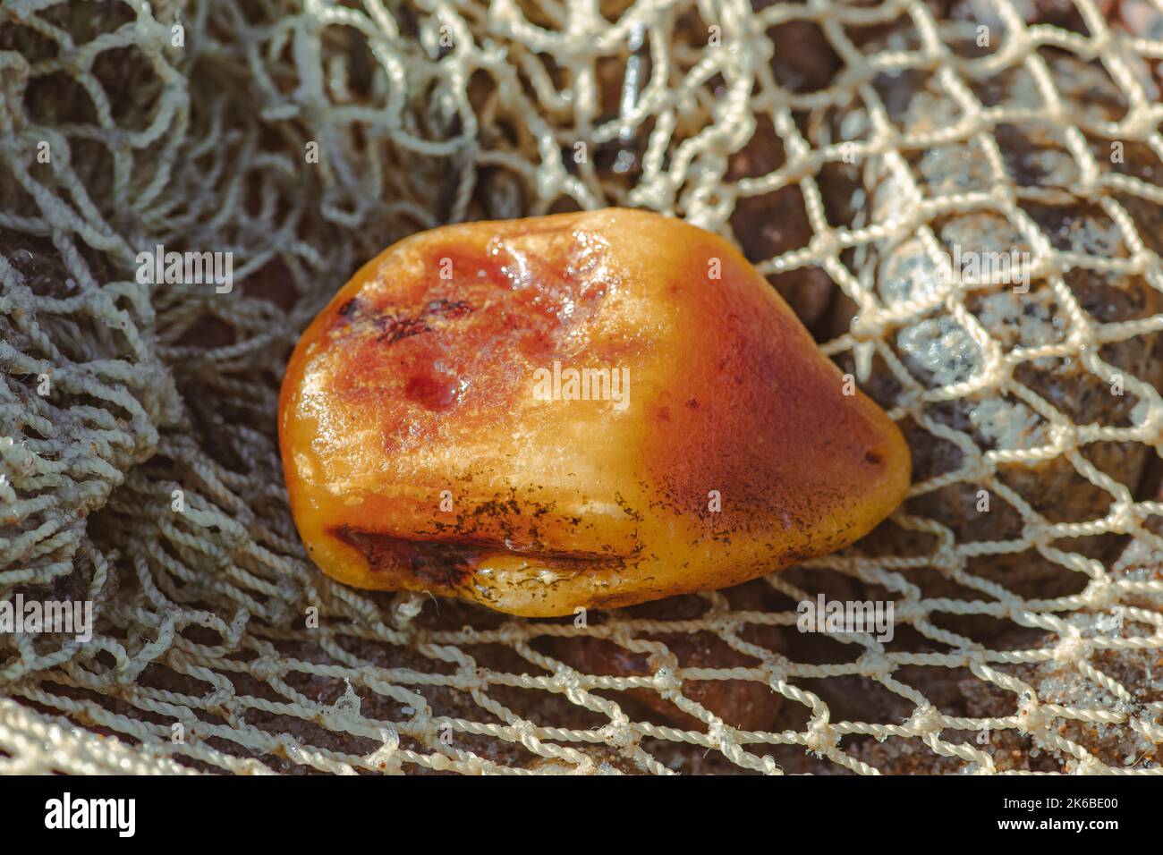 Amber catching in the Baltic Sea. Beautiful big rare piece of amber in ...