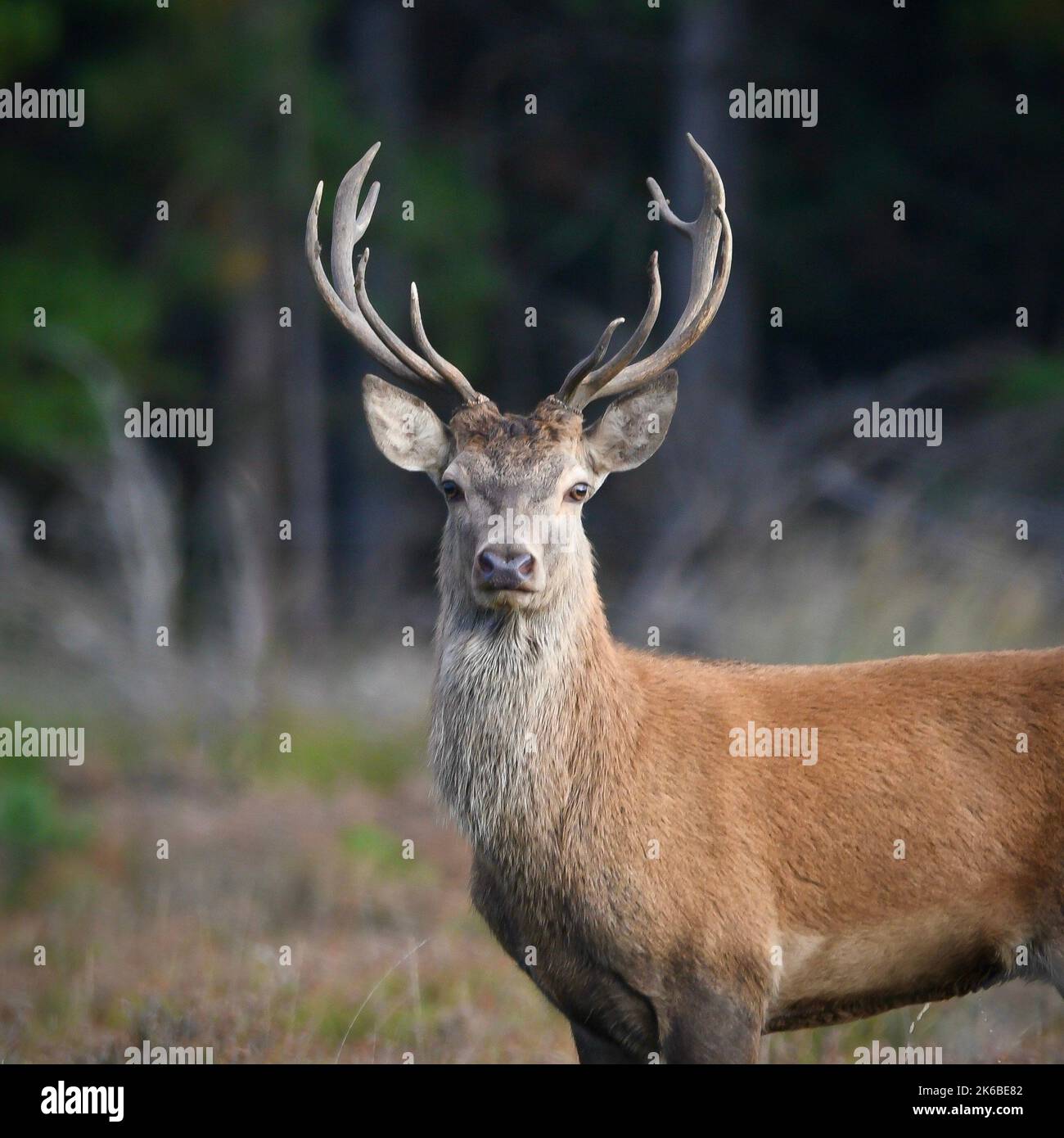 A young stag sporting smaller antlers. Hampshire, UK: THESE BEAUTIFUL ...