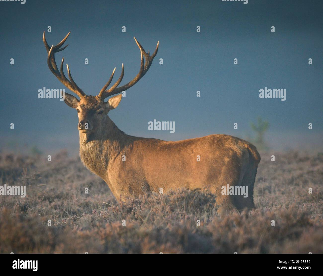 The red stag is the largest deer in the UK. Hampshire, UK: THESE ...