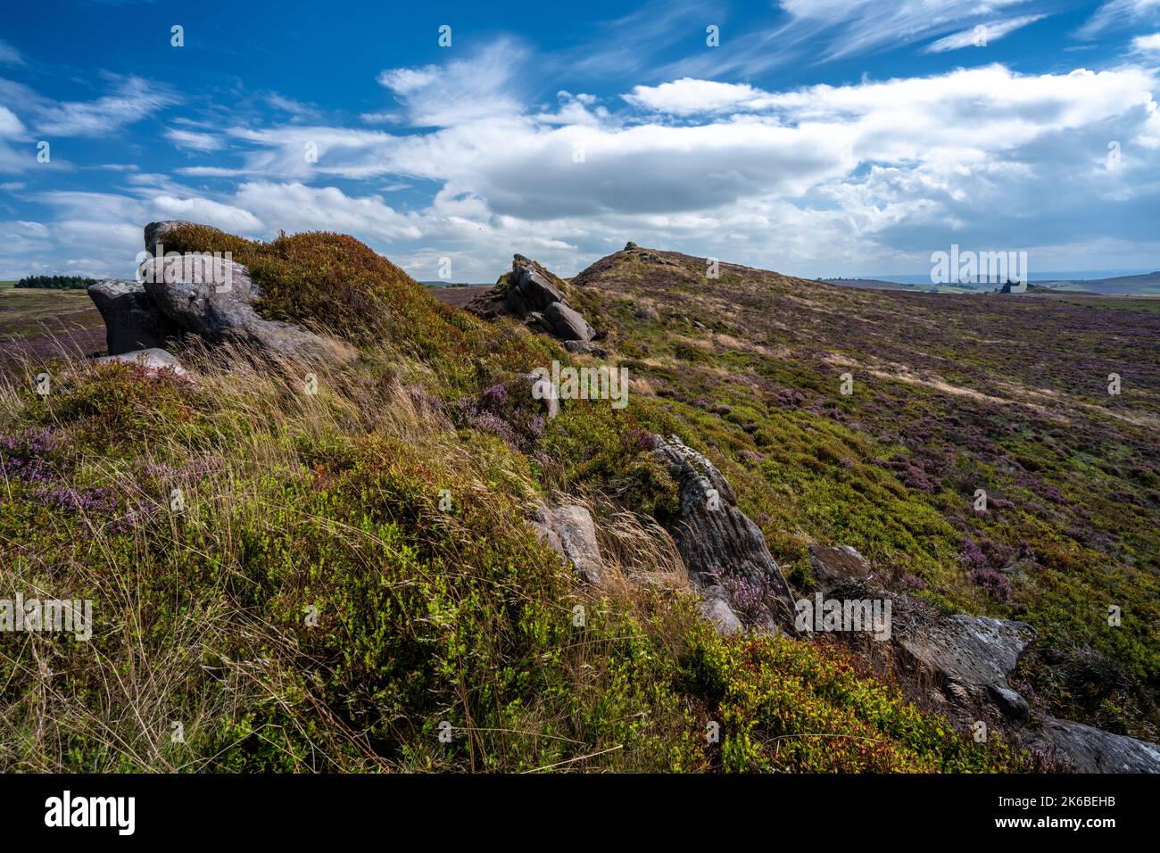 Purple heather at Gib Torr looking towards the Roaches, Ramshaw Rocks ...