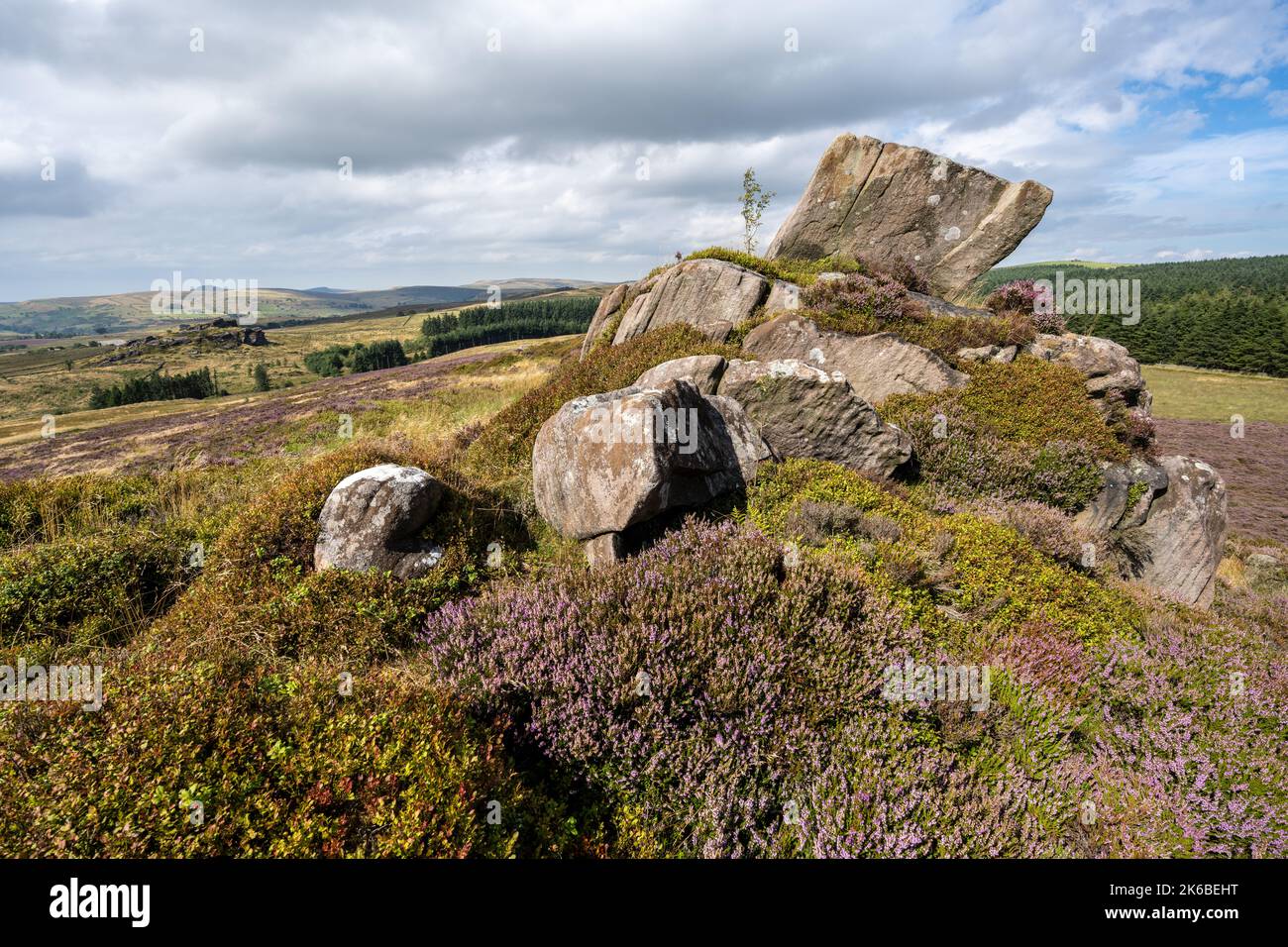 Purple heather in bloom during summer at Gib Torr, The Roaches in the ...