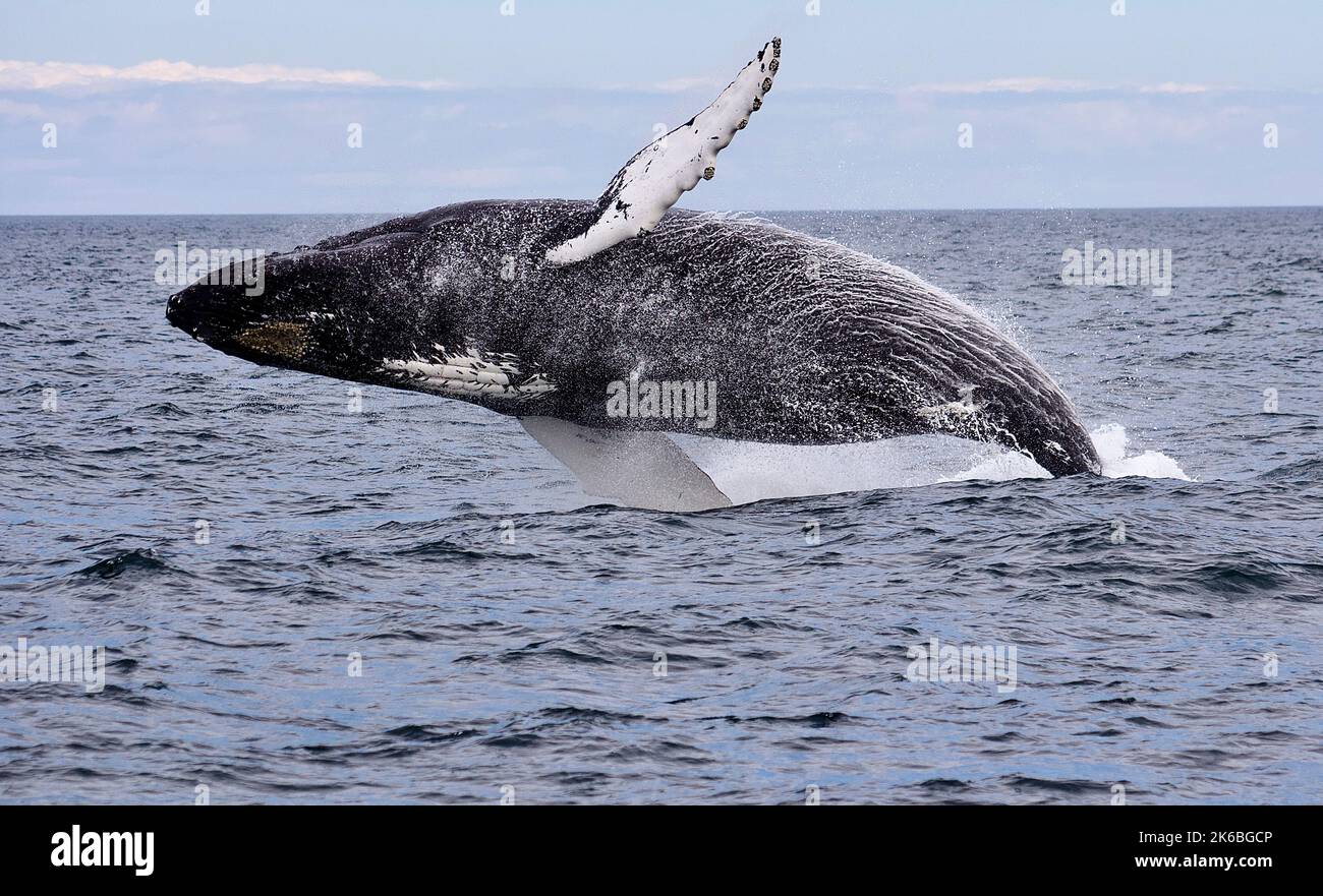 Humpback Whale breaching Stock Photo - Alamy