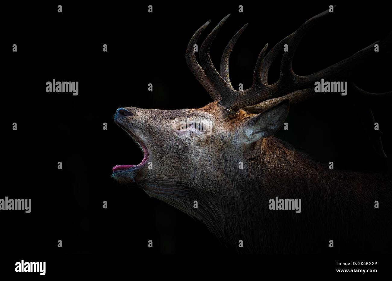 A stag during the rut. London, UK: THIS RED Stag was bellowing as it ...