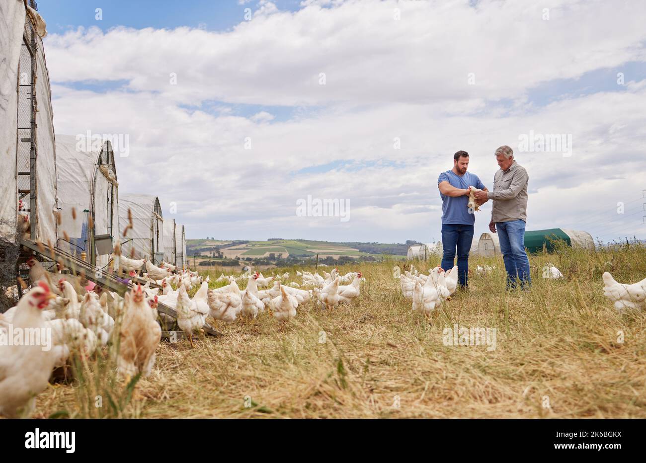 Taking great care of all their livestock. two men working together on a ...