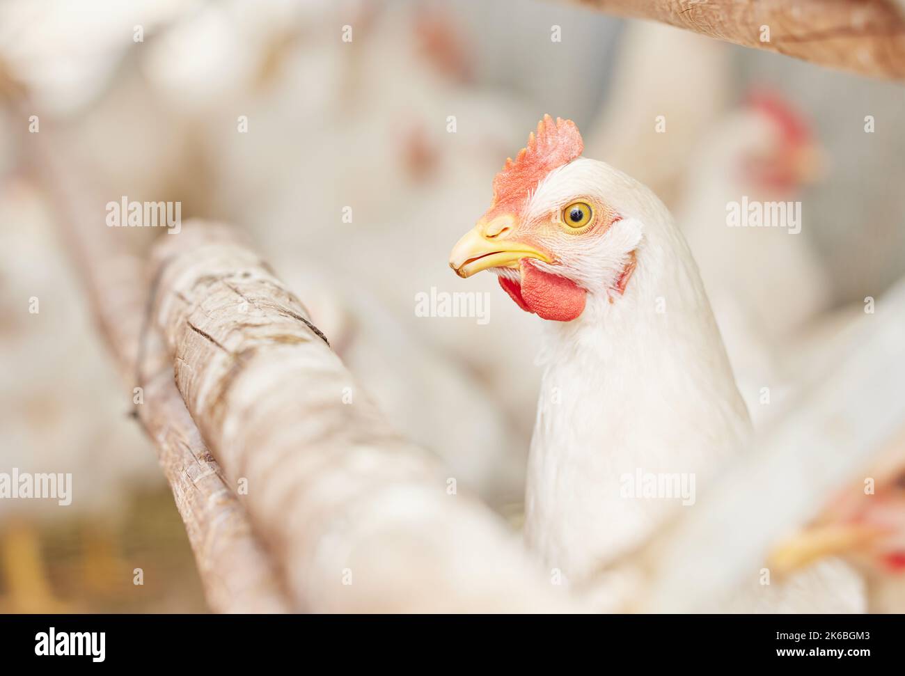 I wonder when lunch will be served. chickens on a farm Stock Photo - Alamy