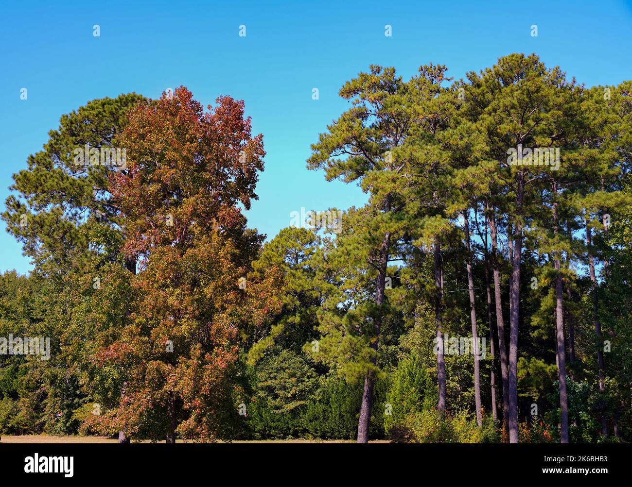 Beautiful autumn-colored trees Stock Photo - Alamy