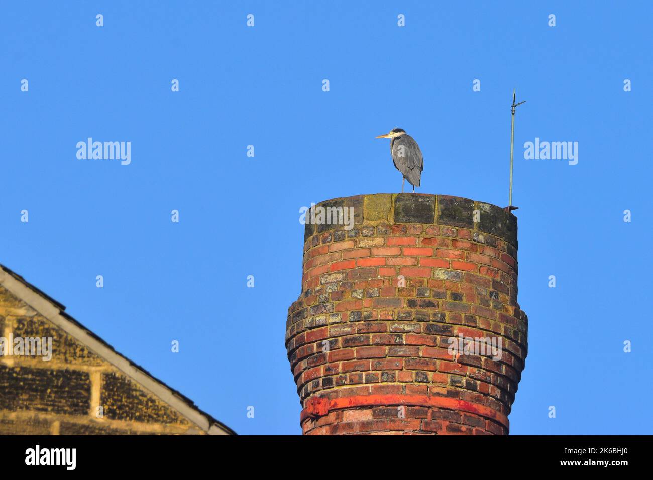 Heron on Mill Chimney, Hebden Bridge Stock Photo - Alamy