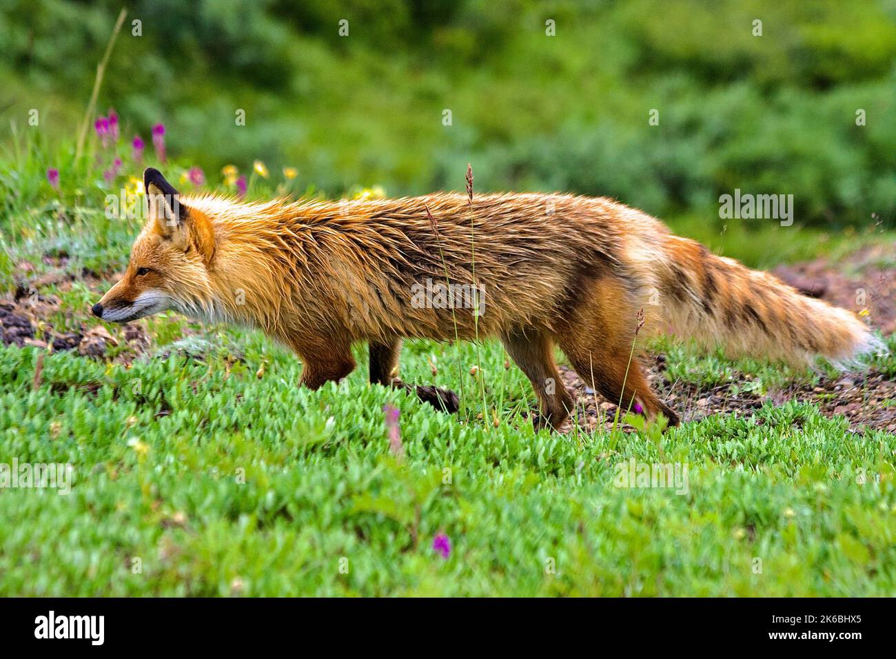Arctic Fox, Denali National Park Stock Photo - Alamy