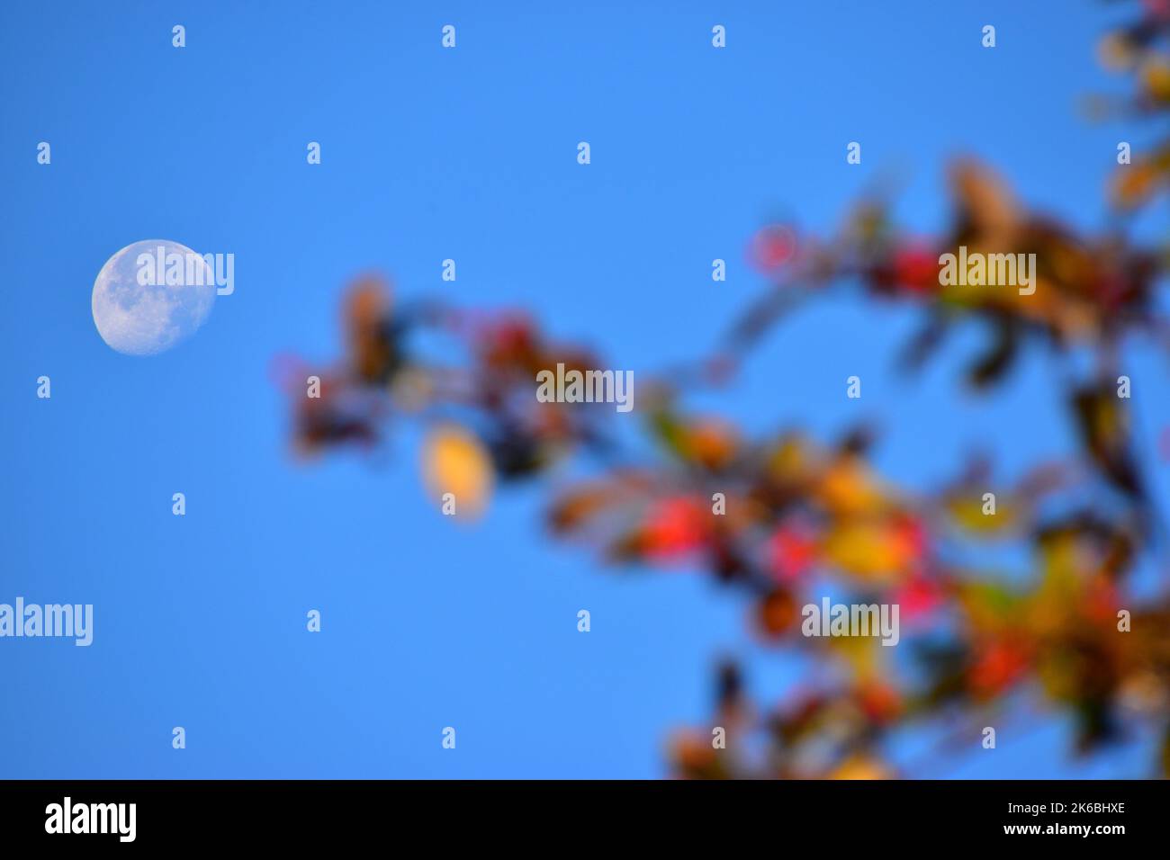 Autumn Leaves and The Moon Stock Photo - Alamy