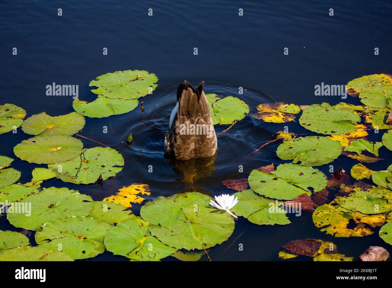 A cute waterfowl with its head inside the water surrounded by lotus ...