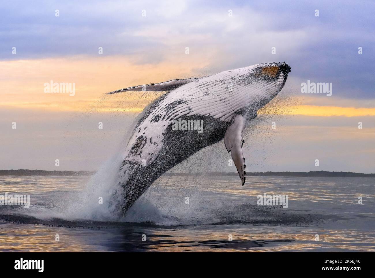 A beautiful jump in front of a sunset. New South Wales, Australia ...