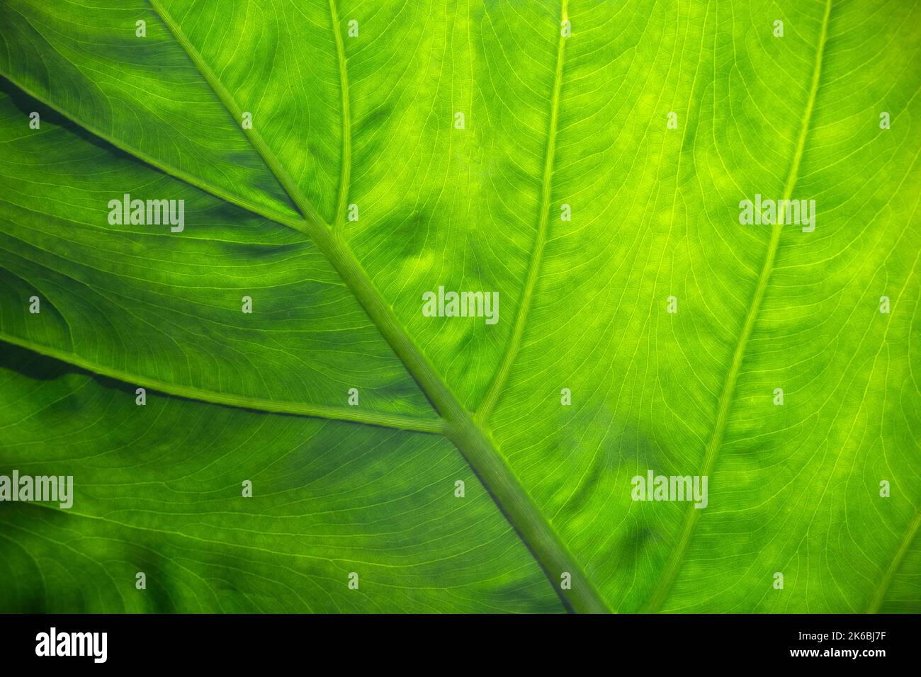 Macro shot of back side of green tropical leaf in front of sunlight ...