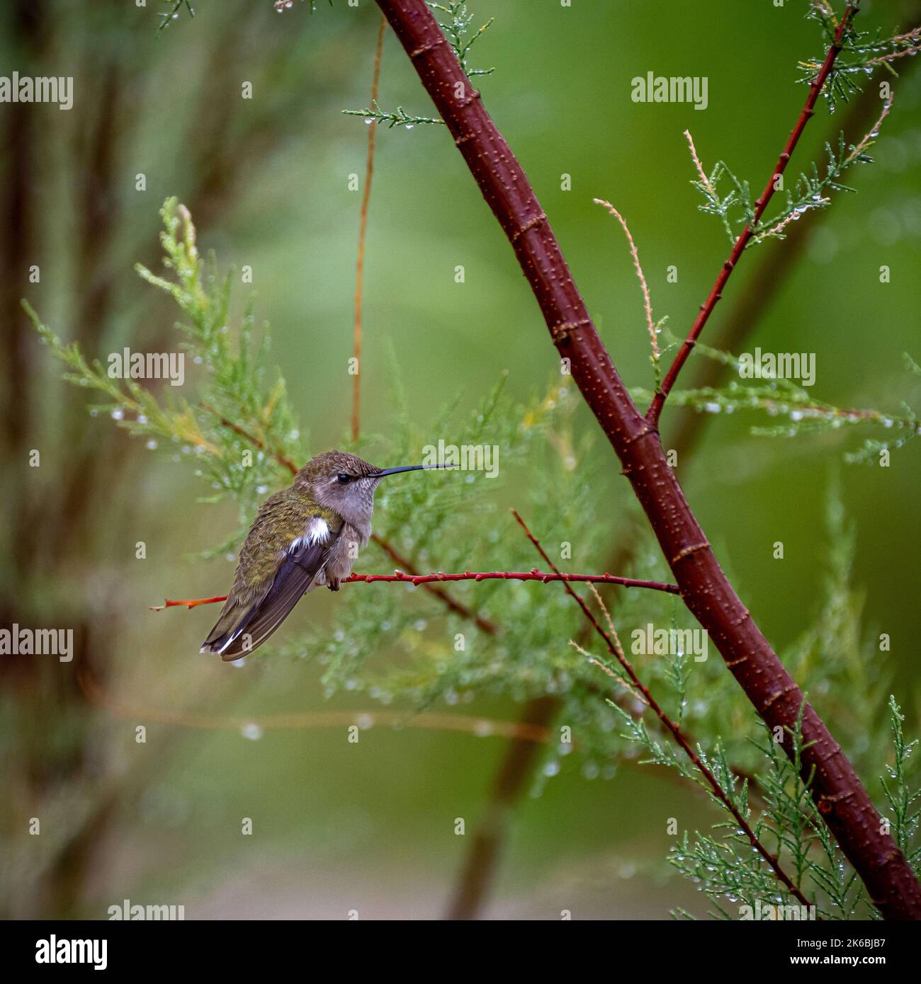 A closeup of a Humming bird with a long beak perched on a thin branch ...