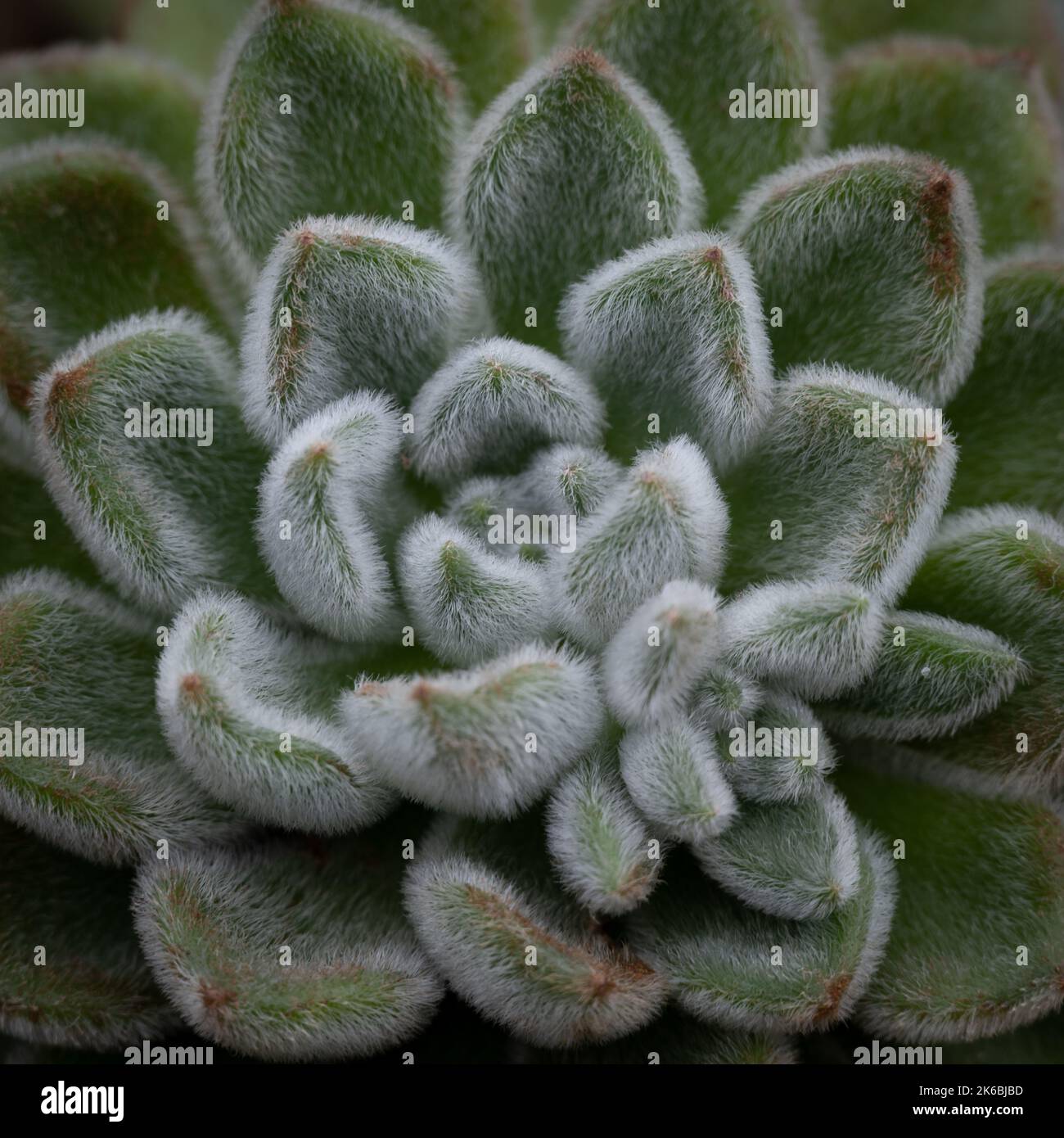 A top-down macro of a Succulent plant Stock Photo - Alamy