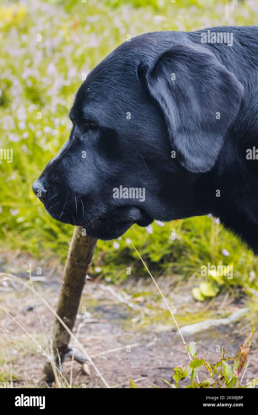 A vertical closeup of a black Labrador Retriever side profile Stock ...