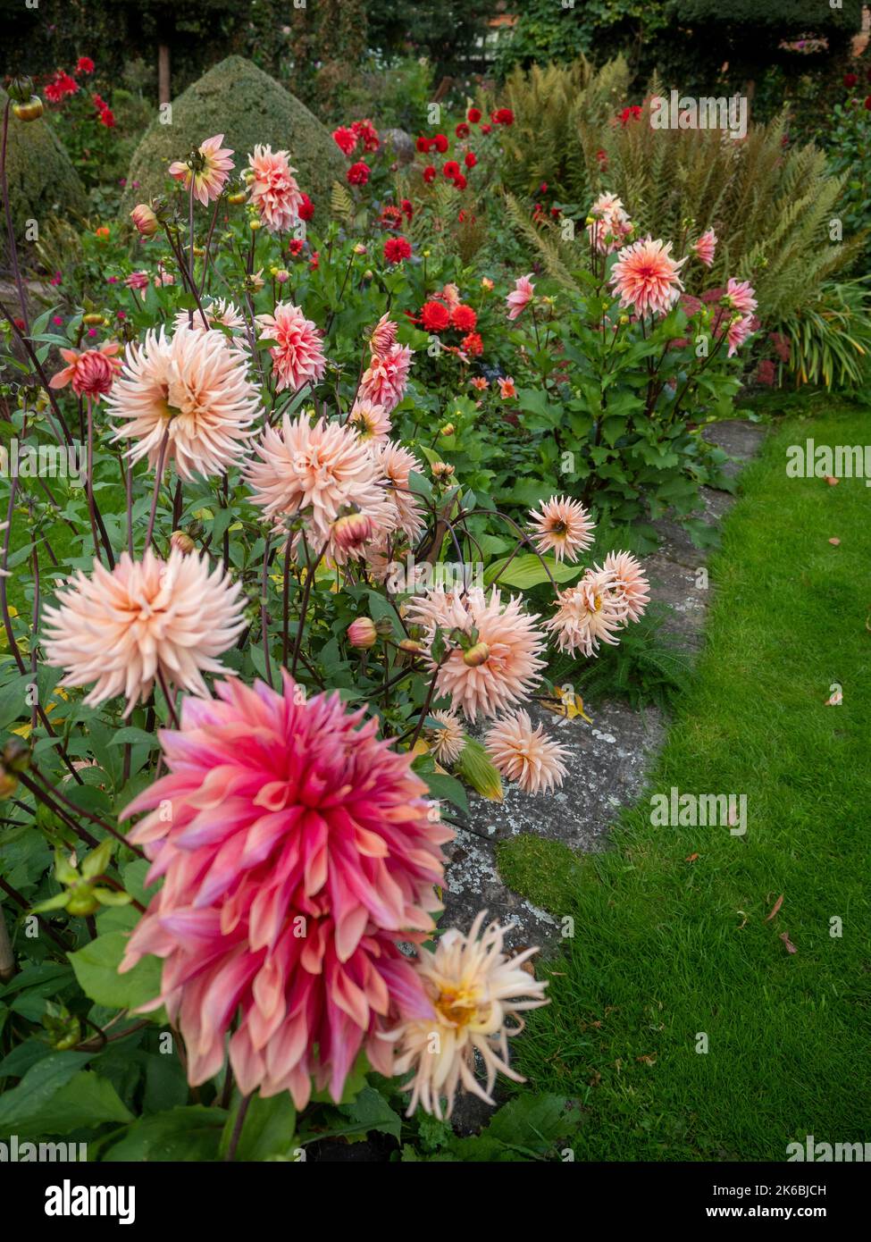 Chenies Manor Sunken Garden Dahlias in October.Dahlia 'Preference', a ...