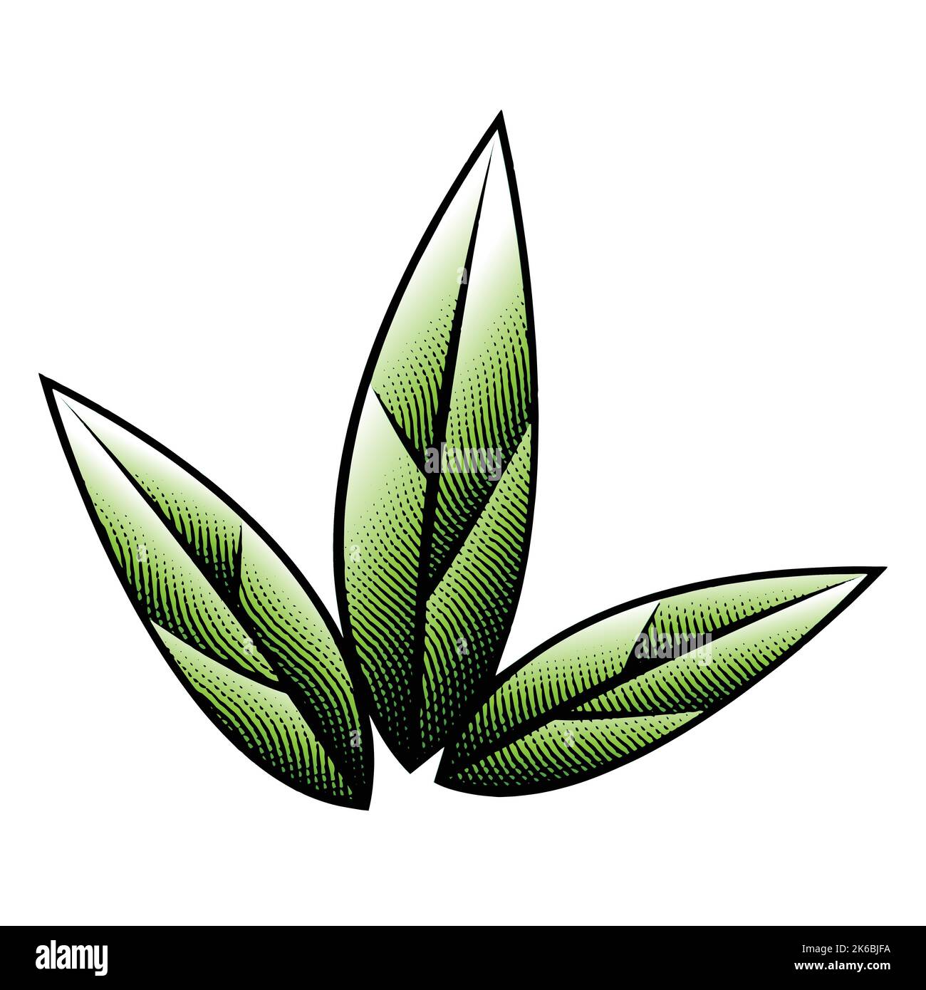 Illustration of Green Scratchboard Engraved Leaves isolated on a White ...