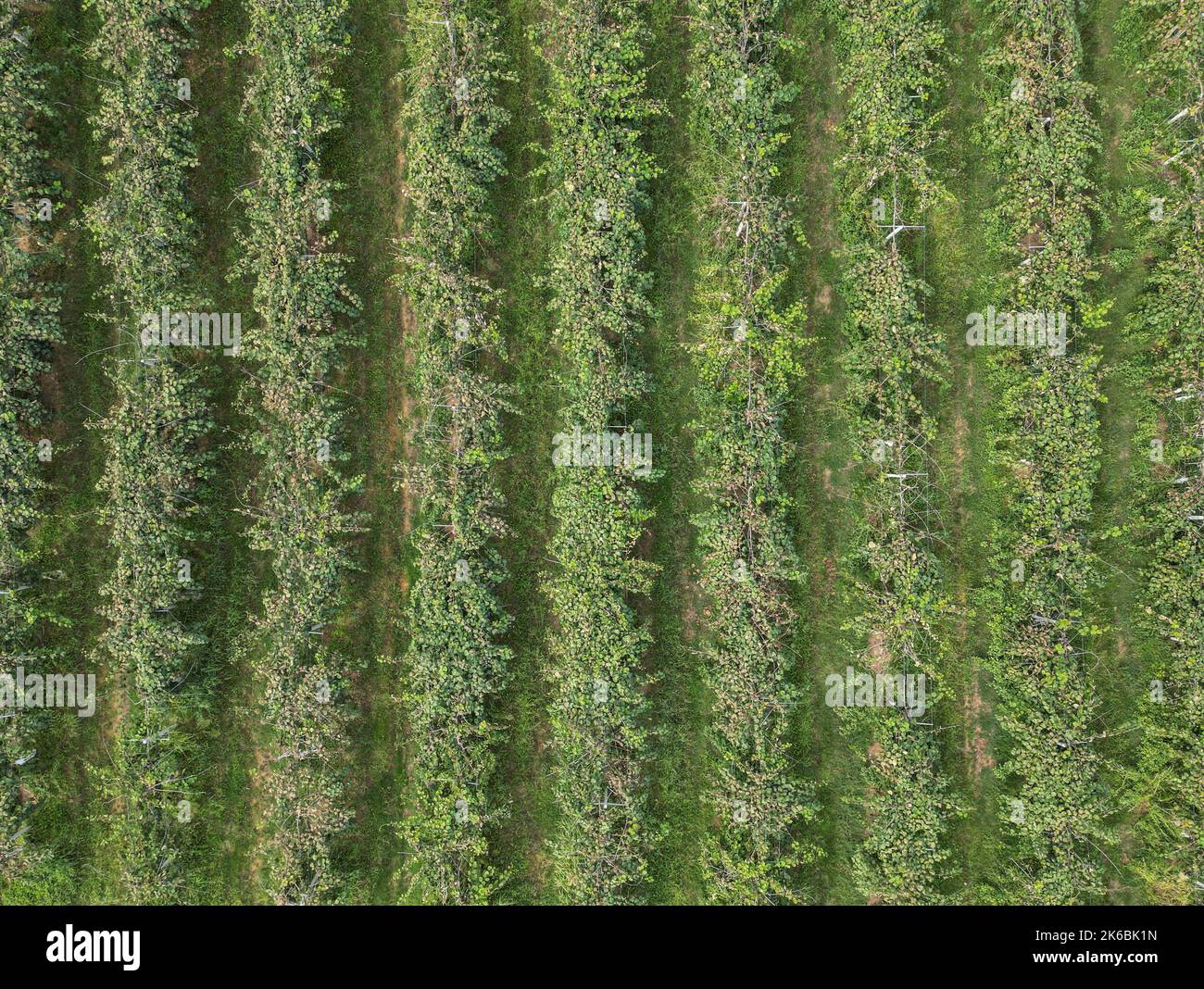 A bird's eye view of an agricultural field Stock Photo - Alamy