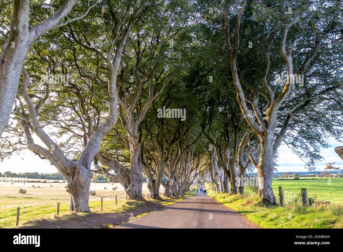 The Dark Hedges tree tunnel in Ballymoney, Northern Ireland, UK Stock ...