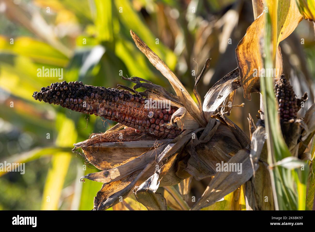 Rotten corn cob hi-res stock photography and images - Alamy
