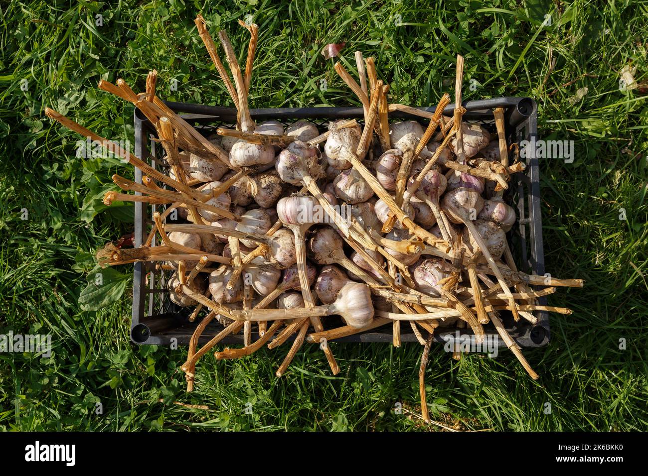 Garlic in container hi-res stock photography and images - Alamy