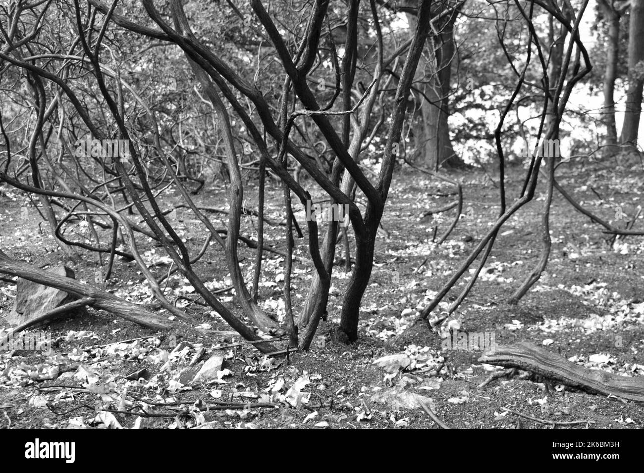 Black trees from forest fire Black and White Stock Photos & Images - Alamy