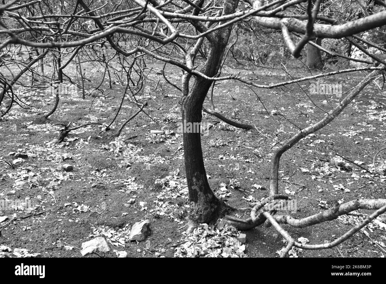 close up burnt trees and leaves in woodland after summer fire. Trees ...