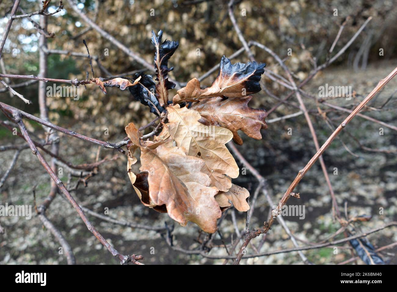 close up burnt trees and leaves in woodland after summer fire. Trees ...