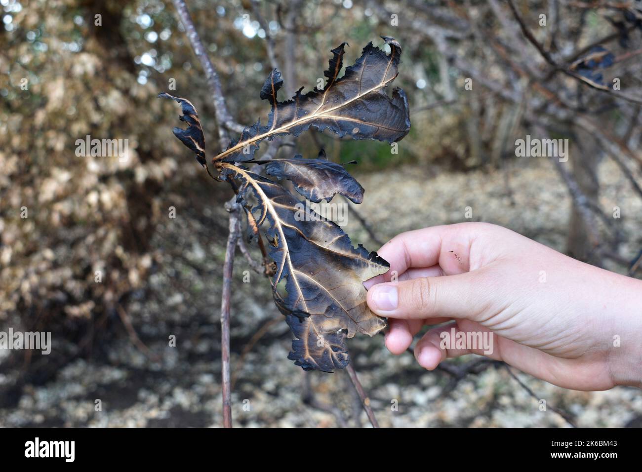 close up of a child's hand holding burnt leaves and twig in a forest ...