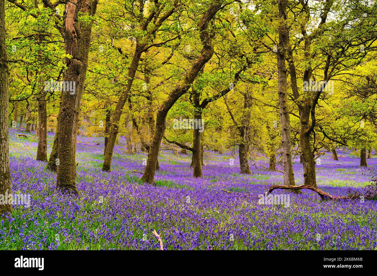 Bluebell Woods, at Kinclaven Perthshire, Scotland Stock Photo - Alamy
