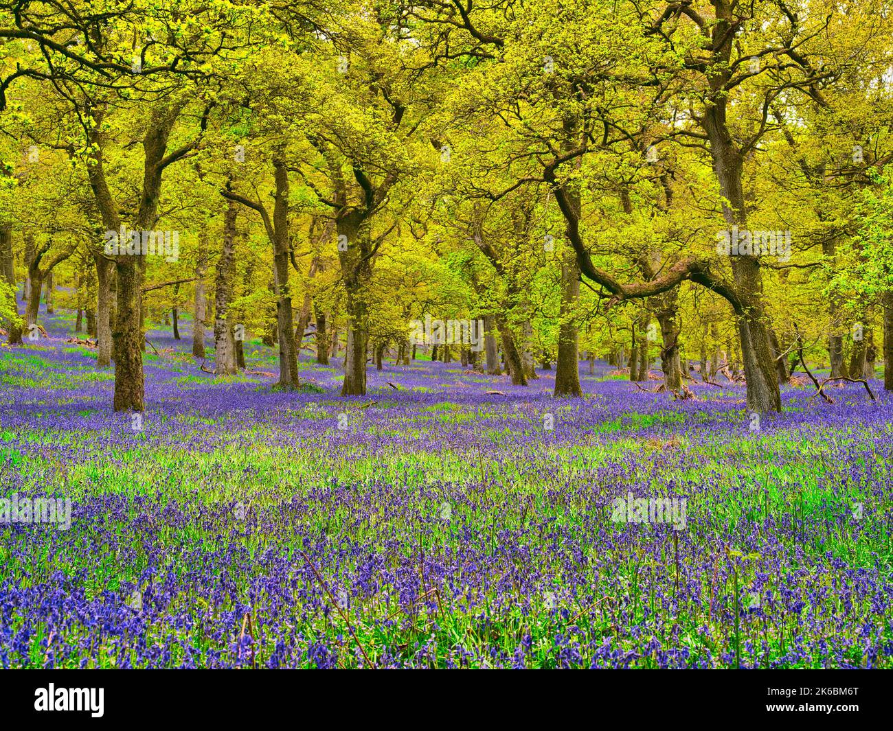 Kinclaven bluebell wood scotland hi-res stock photography and images ...