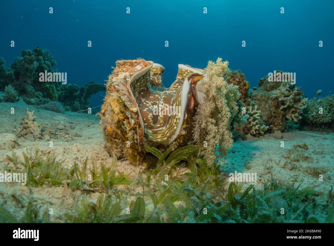 Giant Clam in the Red Sea Colorful and beautiful, Eilat Israel Stock ...