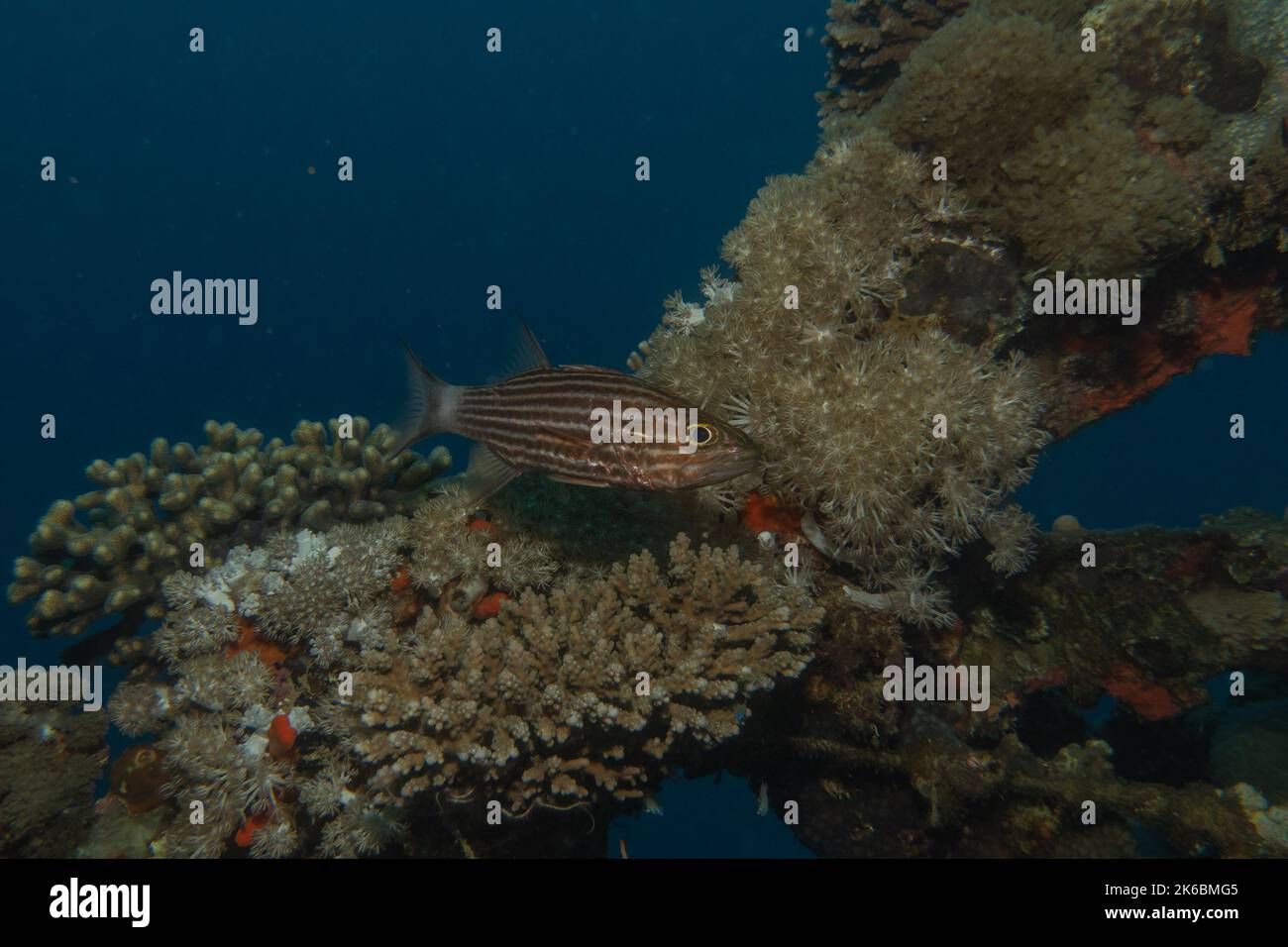 Fish swimming in the Red Sea, colorful fish, Eilat Israel Stock Photo ...