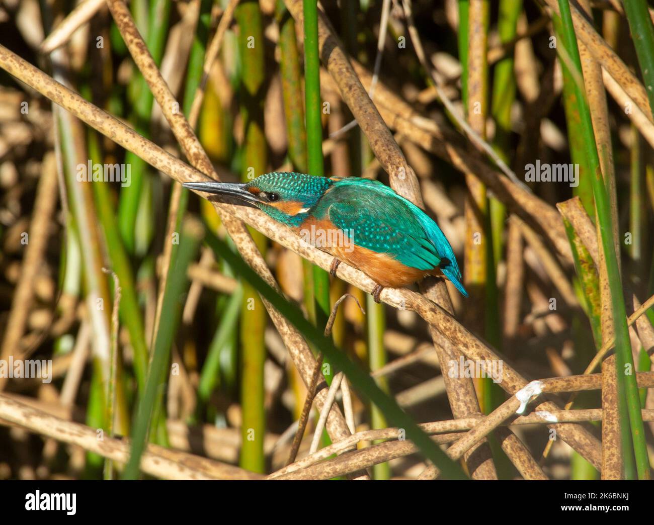 Kingfisher sat looking into the river looking for a fish Stock Photo ...