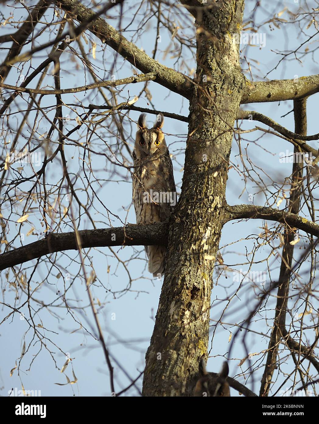Owls camouflage hiding between branches of tree, winter Stock Photo - Alamy