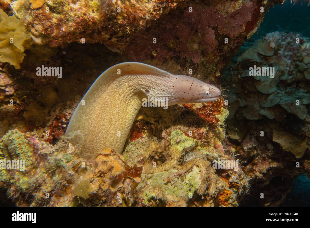 Moray eel Mooray lycodontis undulatus in the Red Sea, Eilat Israel ...
