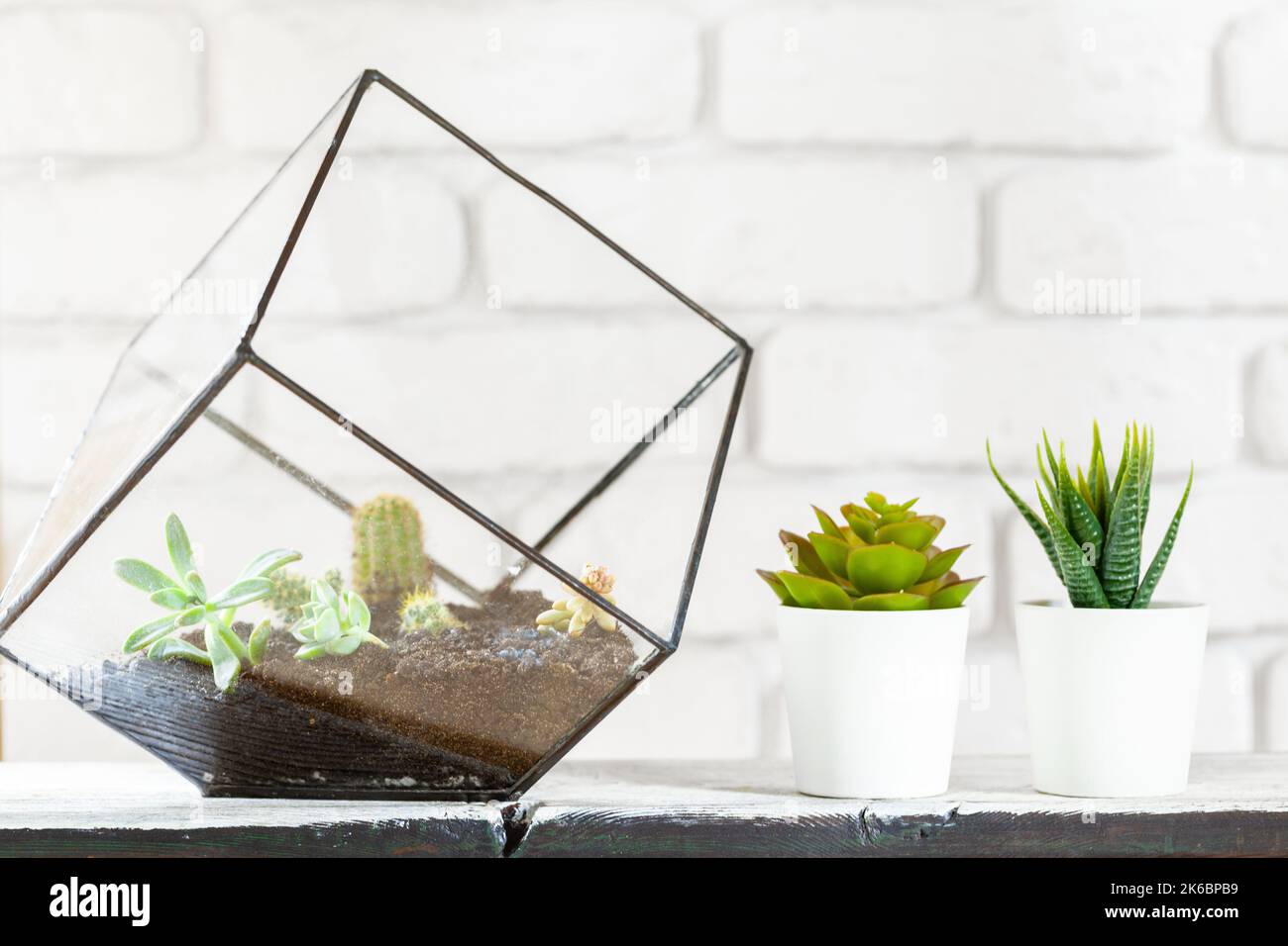 House plants in pots on white table at white brick wall with objects ...