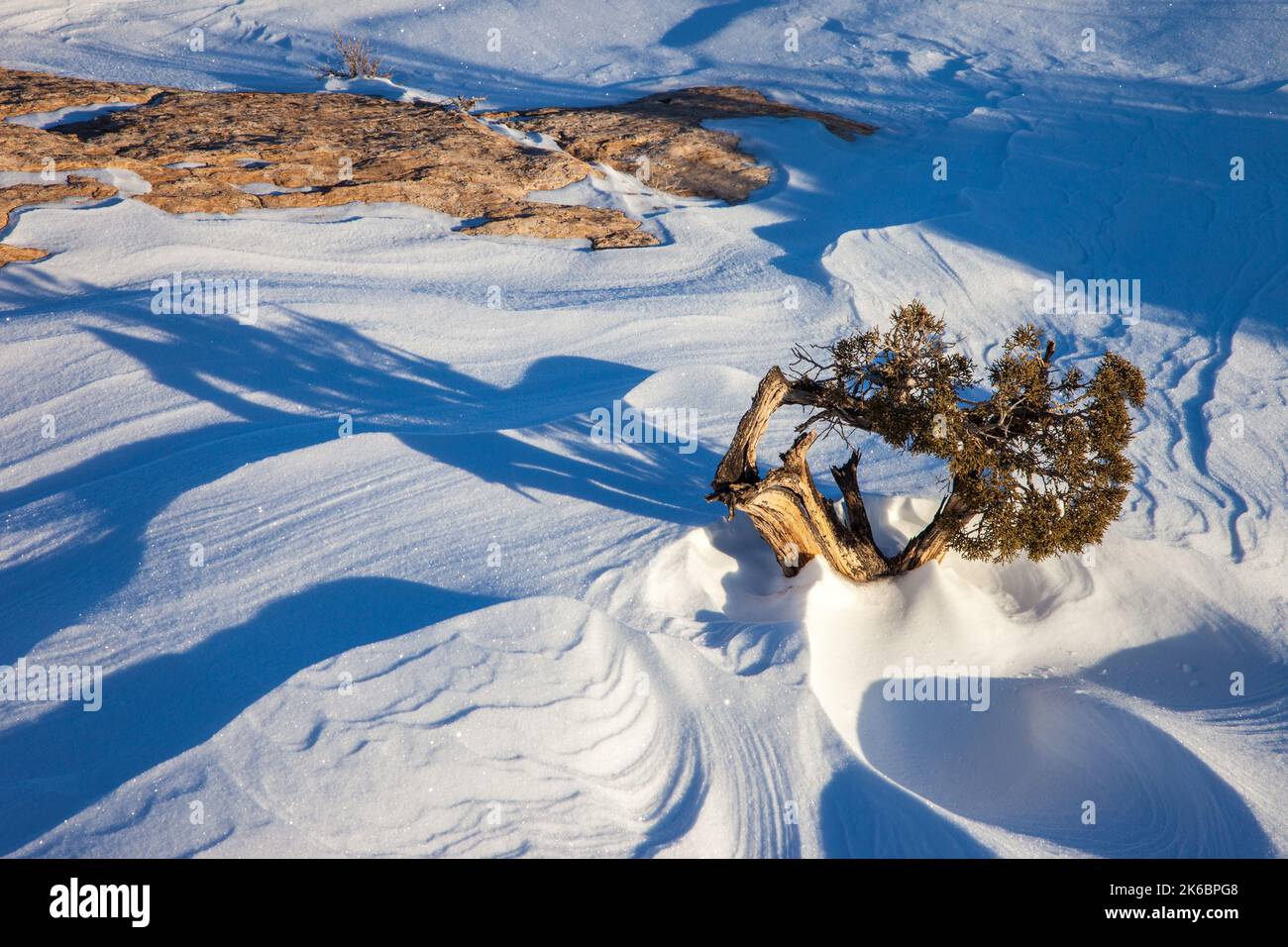 Swirling patterns in windblown snow around a twisted Utah juniper tree ...