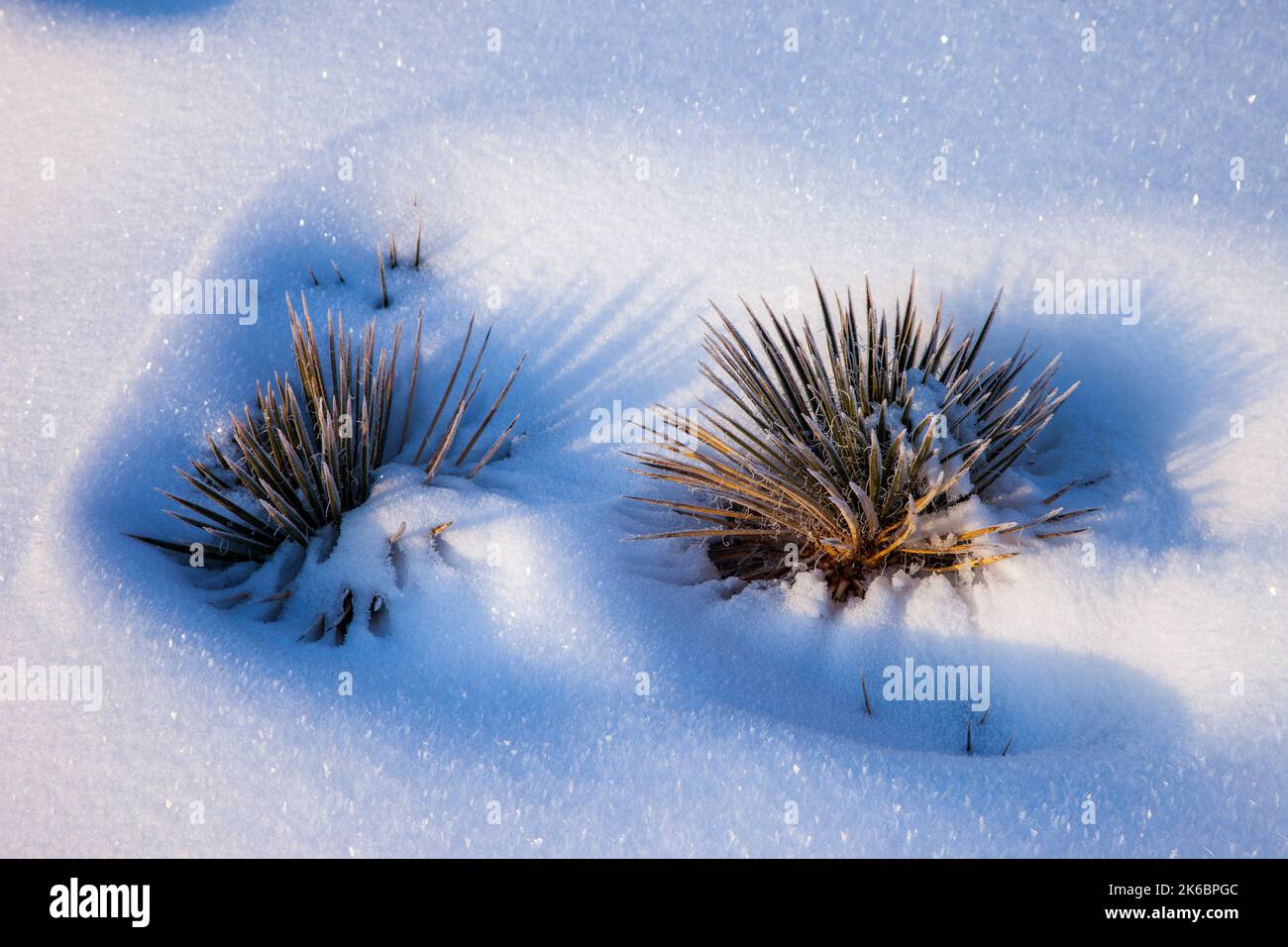 Narrowleaf yucca plants in snow in winter in the Island in the Sky ...