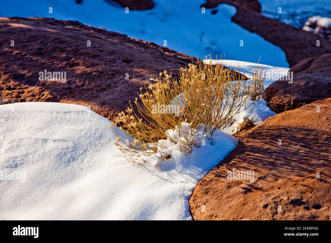 Dead wildflowers in snow in winter at Dead Horse Point State Park near ...