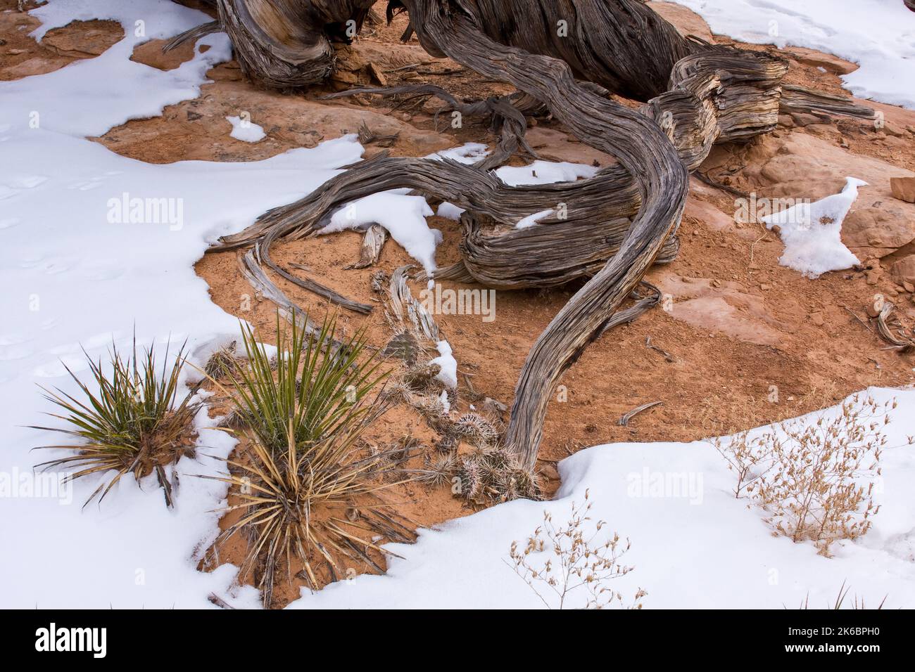 Yucca tree roots hi-res stock photography and images - Alamy