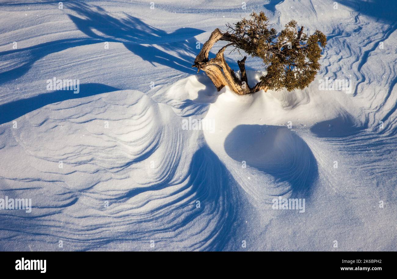 Swirling patterns in windblown snow around a twisted Utah juniper tree ...