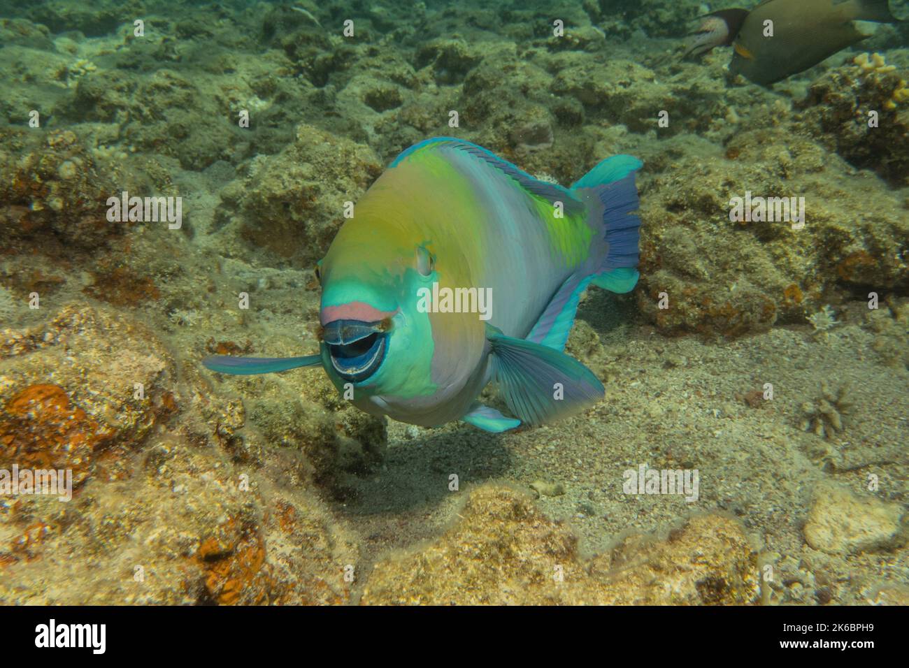 Fish swimming in the Red Sea, colorful fish, Eilat Israel Stock Photo ...