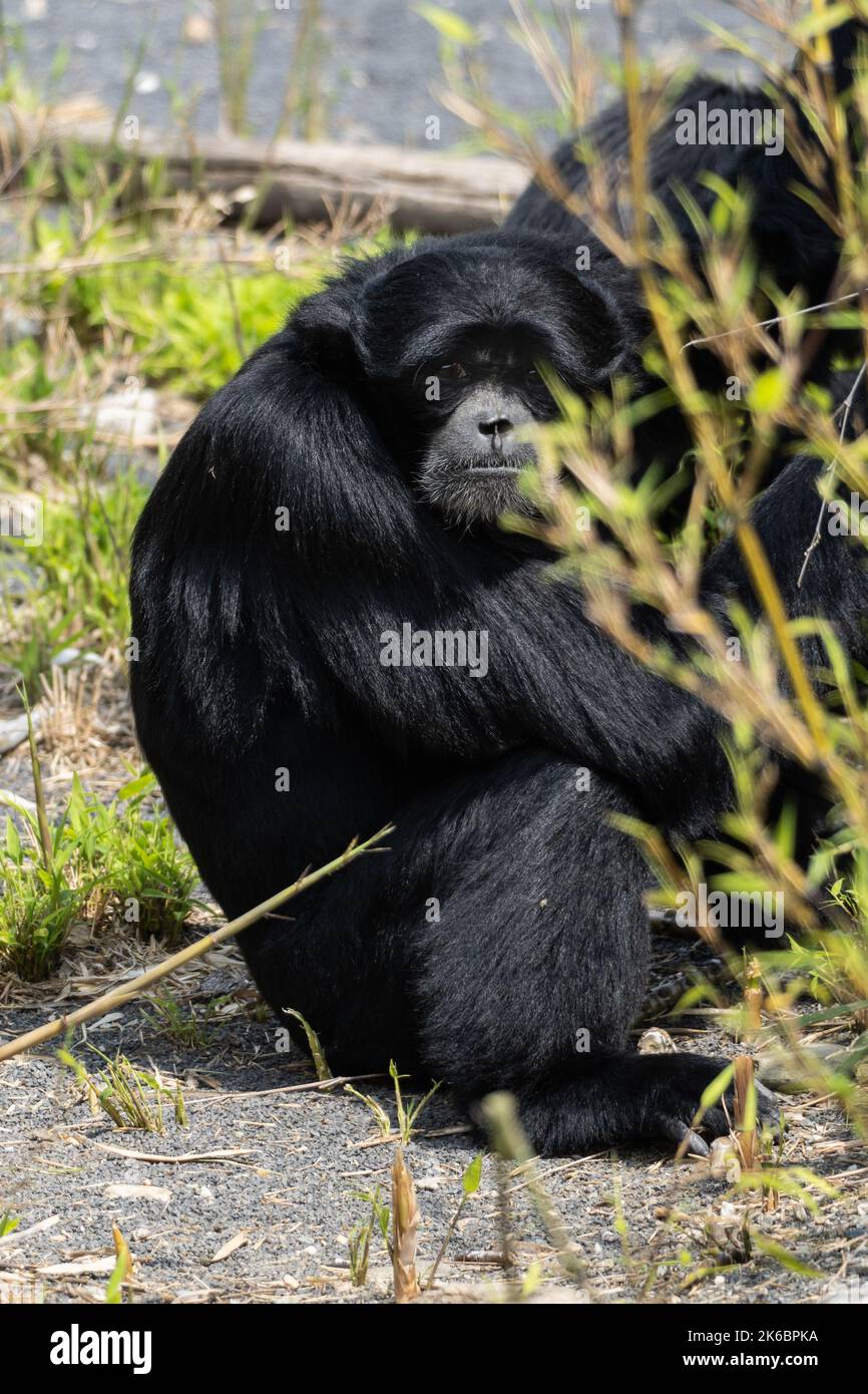 A vertical shot of a black chimpanzee in the zoo Stock Photo - Alamy