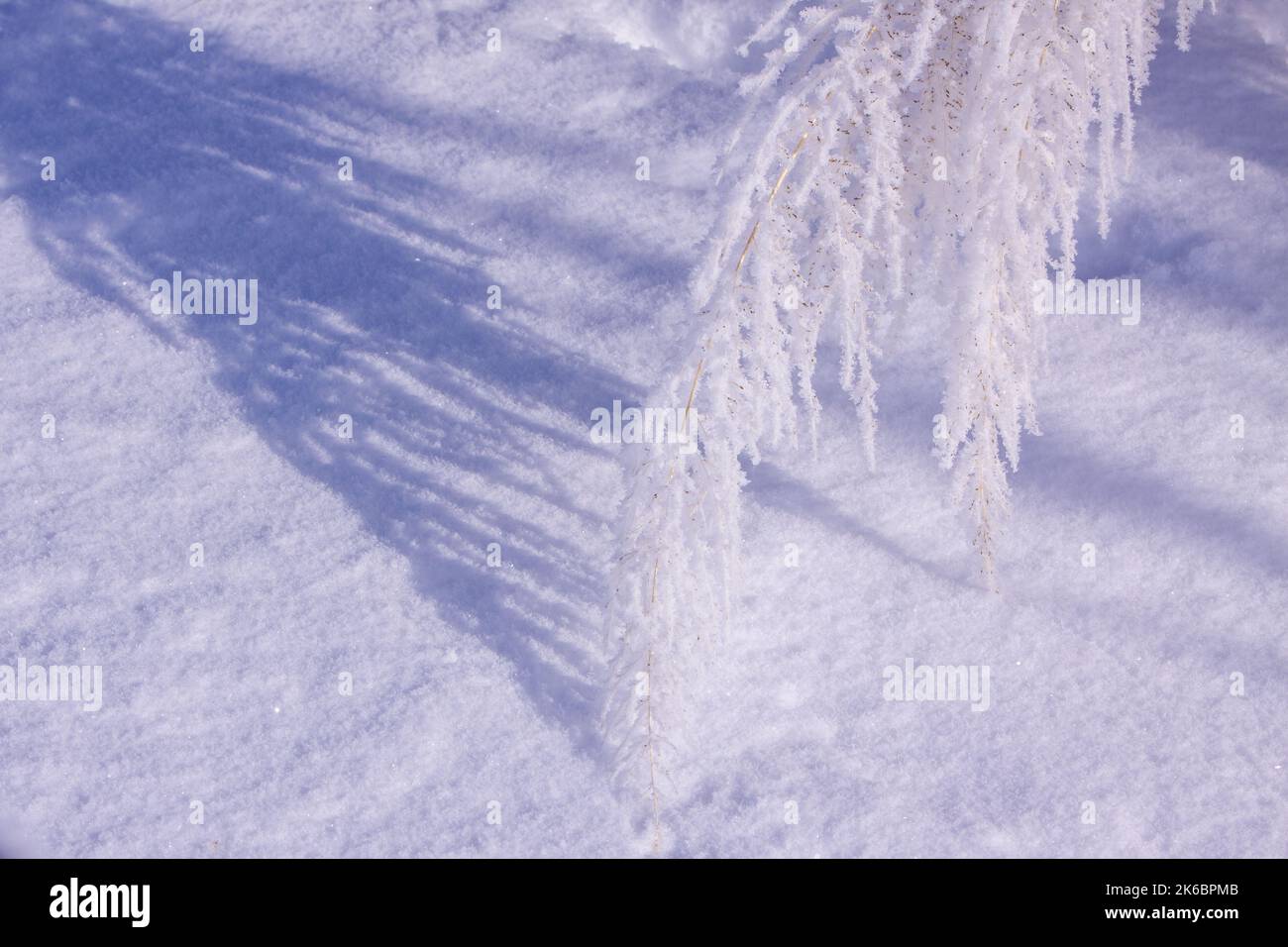 Hoarfrost or soft rime ice on pampas grass after a freezing fog in ...