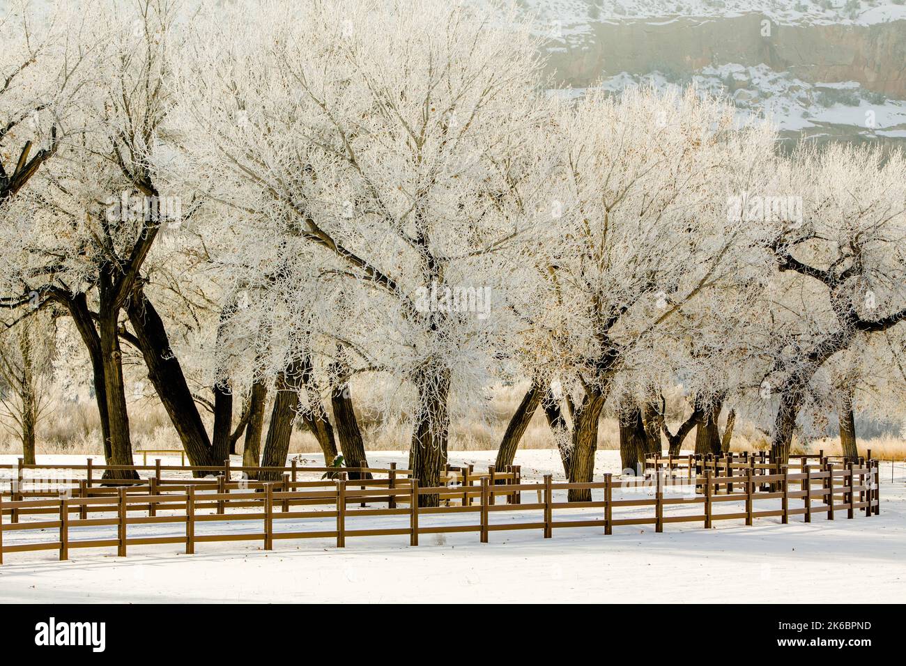 Cottonwood trees covered with hoarfrost after a freezing winter fog on ...