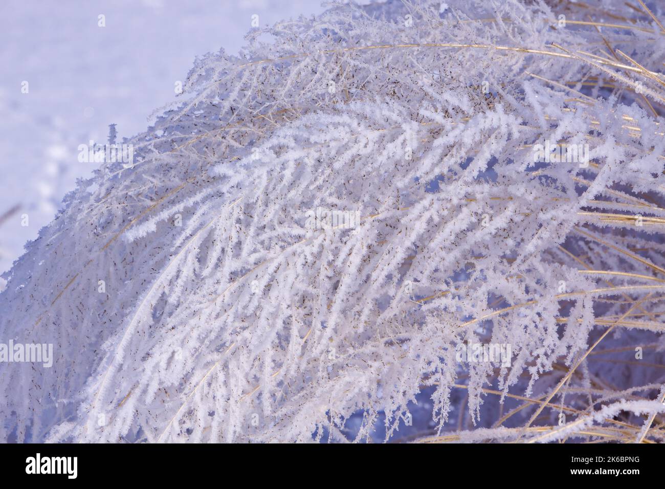 Hoarfrost or soft rime ice on pampas grass after a freezing fog in ...